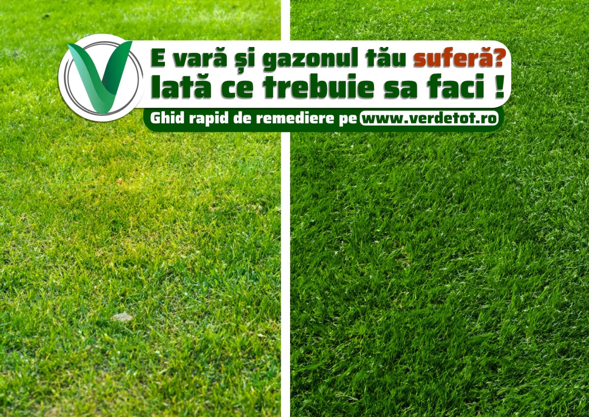 Află cum poți avea un gazon verde vara! – Verdetot.ro